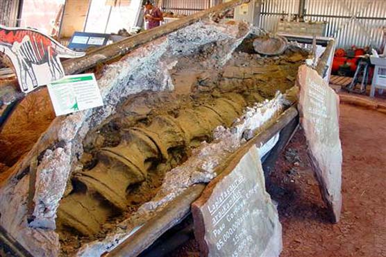 Fossils of 'largest' dinosaur found in Argentina