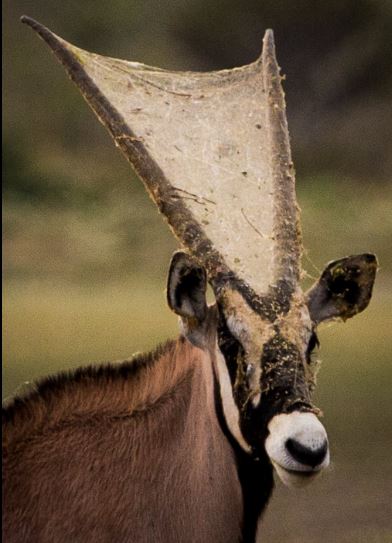 Pictures of deer with spider's web between its antlers go viral ...