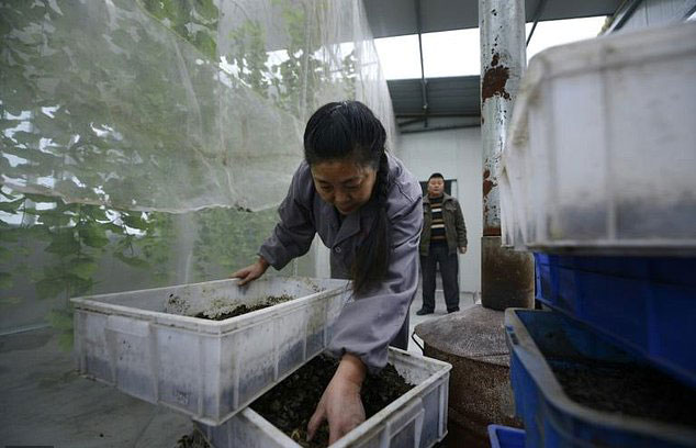 In China, maggots finish plates, and food waste - World - Dunya News
