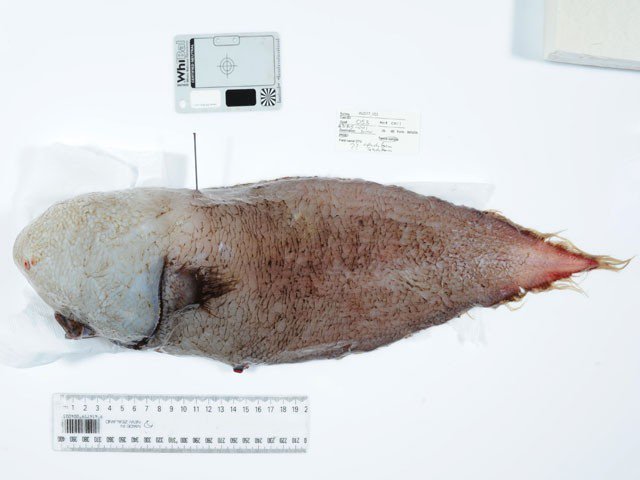 Faceless fish among weird deep sea Australian finds - WeirdNews - Dunya ...