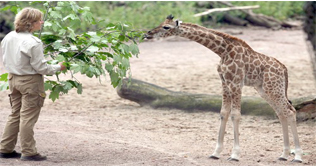 Baby giraffe makes public appearance in Germany