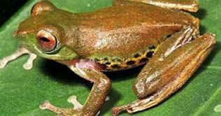 First lungless frog discovered