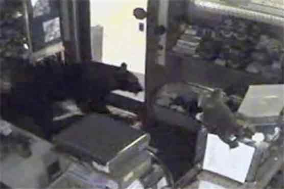 Bear raids chocolate store