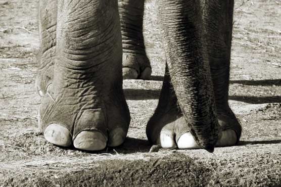 Elephant 'sixth toe' mystery solved after 300 years