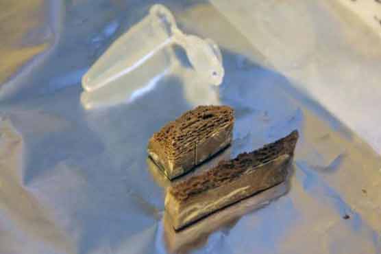 Scientists decode oldest-known 'human' DNA