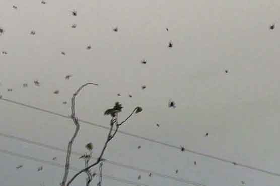 Spider colony 'falls from sky' in Brazil