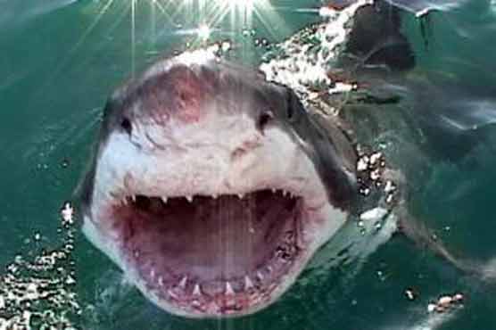 Shark gets inside cage with divers