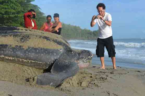 Sea turtle comeback in a corner of the Caribbean