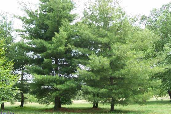 Scientists fear renewed threat to white pine trees