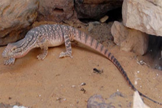 'Wild Recon' host admits to selling rare lizards