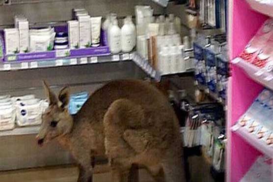 Injured kangaroo hops into Australian airport