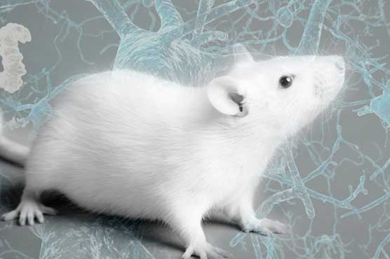 Scientists reverse memory loss in mice with Alzheimer's
