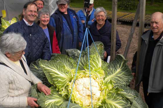 27.5kg cauliflower breaks world record