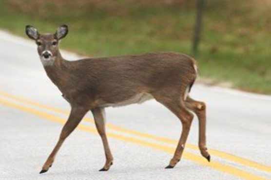 Plane kills deer during landing at California airport