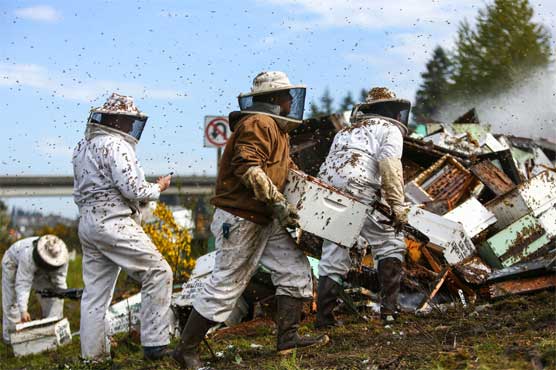 Bees swarm from truck crash near Washington-Idaho border