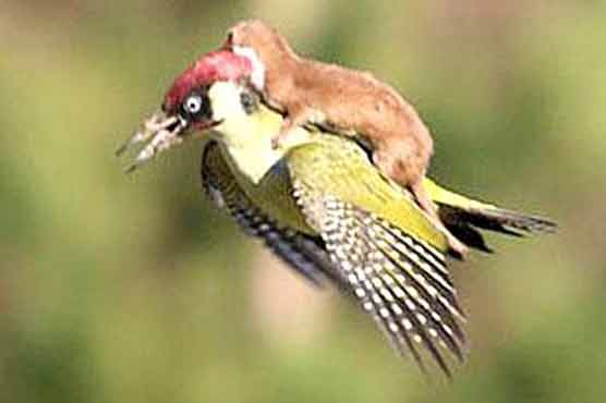 Weasel rides on the back of a woodpecker