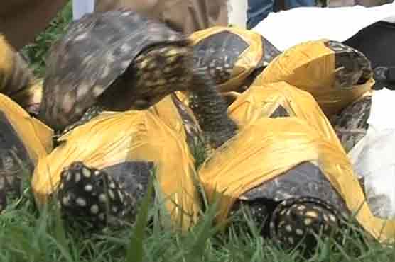 Lahore: Customs officials foil smuggling bid, recover 120 rare turtles