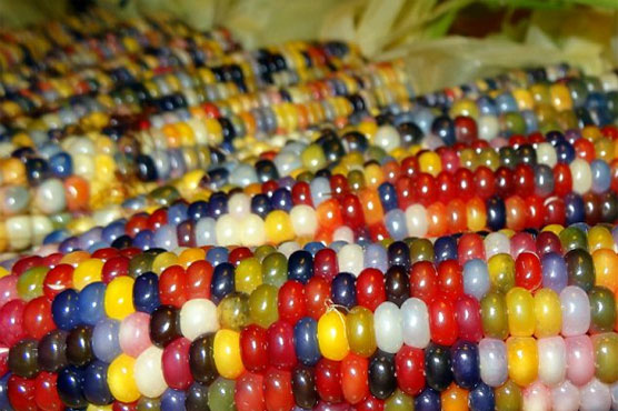 American farmer grows amazing multi-coloured corn - WeirdNews - Dunya News