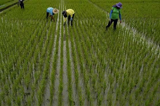 DNA rice breakthrough raises 'green revolution' hopes