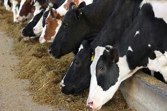 Three arrested for stealing Museveni's prized cows - Crime - Dunya News