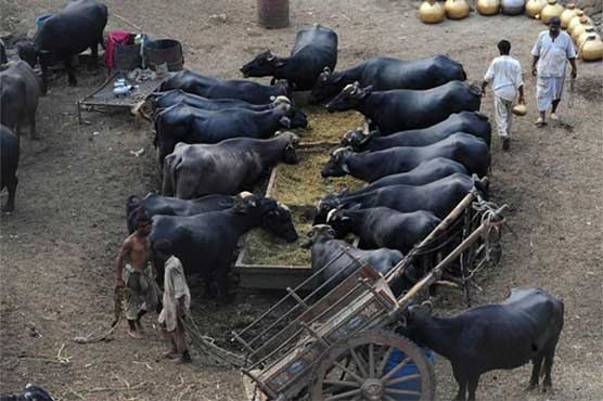 Pakistan fourth largest milk producing country in world - Business ...