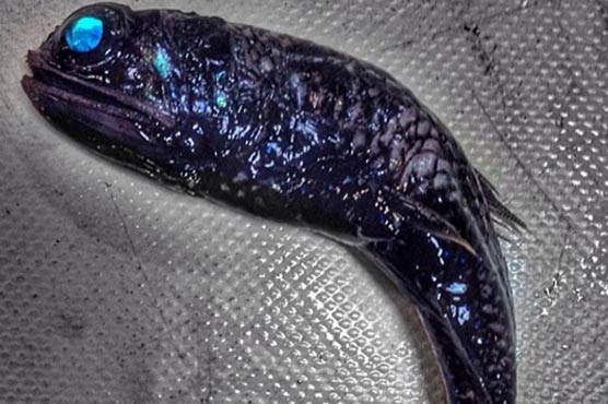 PICS: These unusual creatures from the ocean will terrify you ...