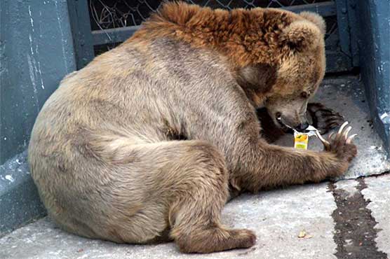 Karachi Zoo welcomes new pair of rare bears - Pakistan - Dunya News