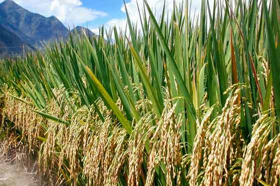 Chinese scientists discover gene helping rice adapt to cold climate ...