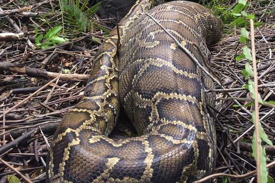 11-foot Burmese python gulps down whole deer - WeirdNews - Dunya News