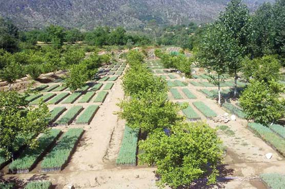 KP achieves planting billion trees in 3 years - Pakistan - Dunya News