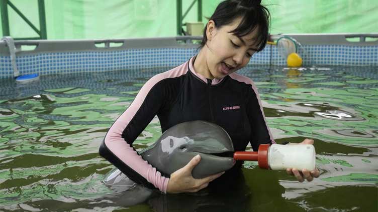 Sick dolphin calf improves with tube-fed milk, helping hands - World ...