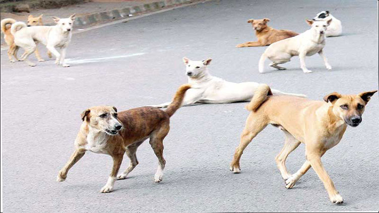 Stray dogs kill 8-year-old boy in Chiniot - Pakistan - Dunya News