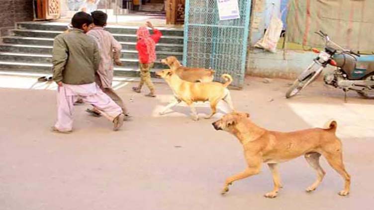Stray dogs’ population may shrink as inclusive plan to take effect soon ...