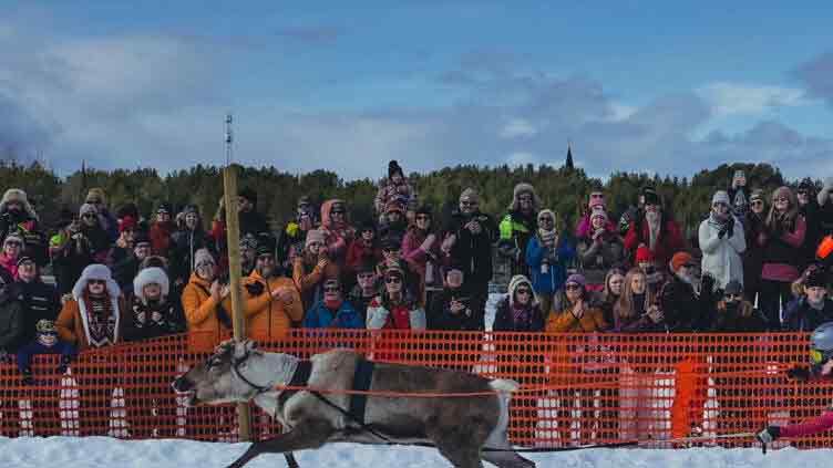 Reindeer racing king crowned in Arctic tournament - Sports - Dunya News