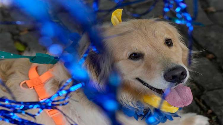 Dogs in costumes take over at Rio Carnival street party - Entertainment ...