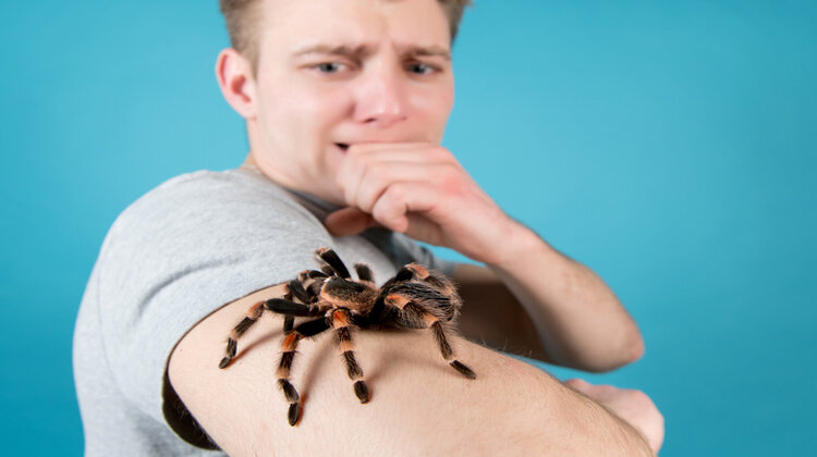 Australian's fight with spider mistakenly triggers police response ...